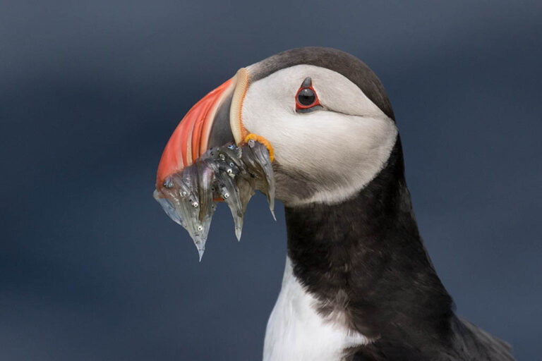 Puffins - Arctic Exposure