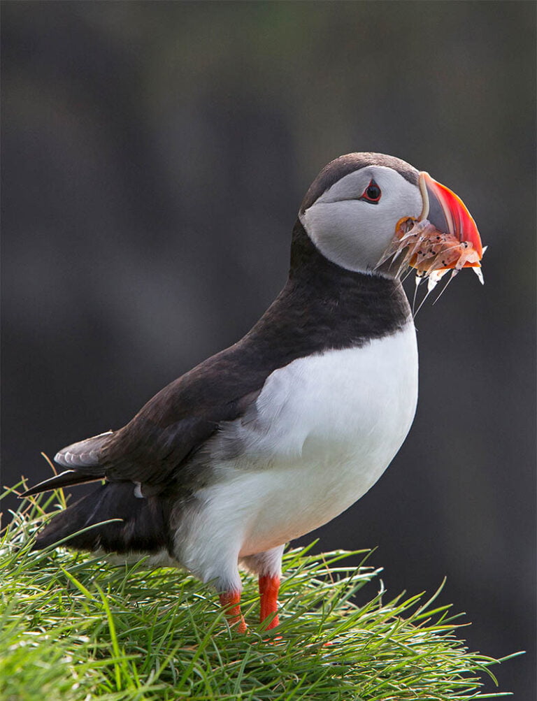 Puffins - Arctic Exposure